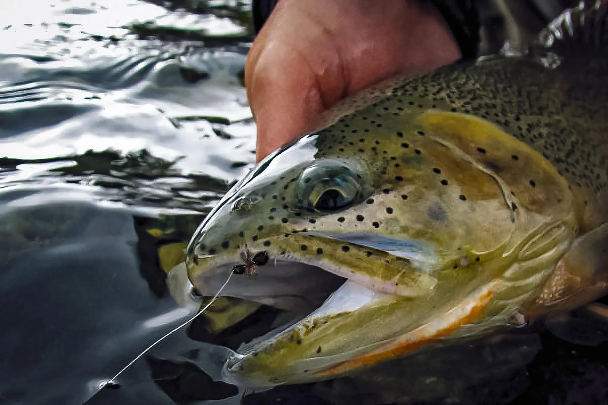 Fly of the Month: Ants – Top 10 Ant Fly Patterns for September Trout ...