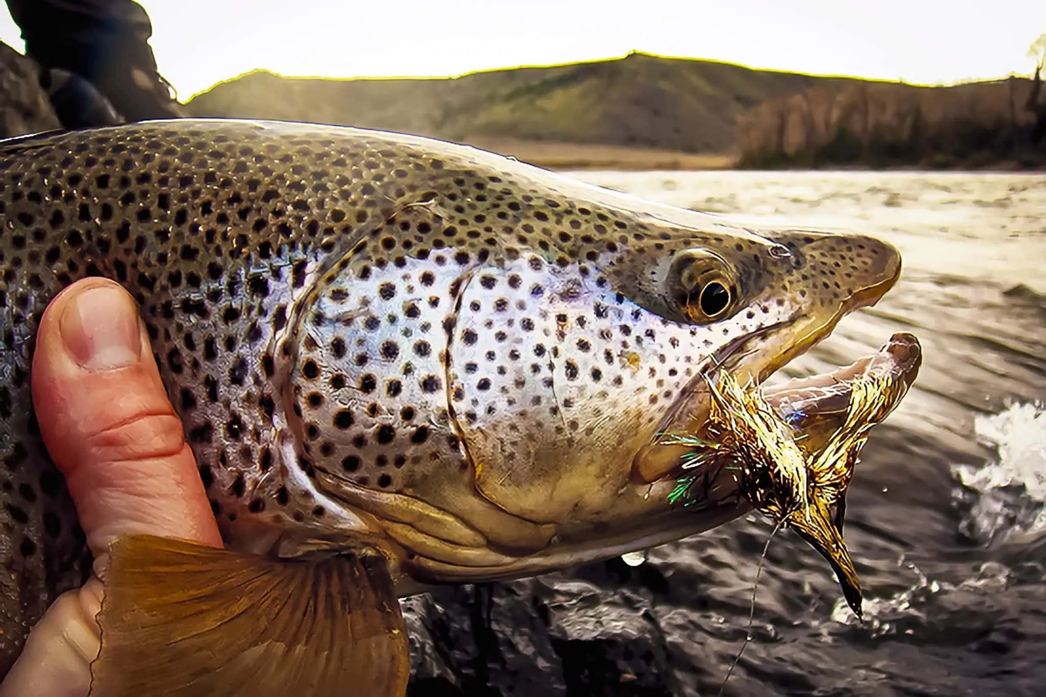 Mastering Fall Streamer Fly Fishing: 9 Great Fall Patterns & Tactics ...
