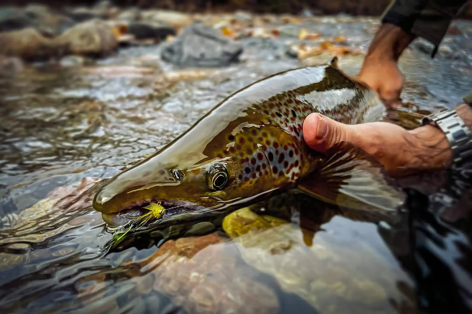 October’s Best Trout Flies: 12 Patterns for Fall Success – Jackson Hole ...