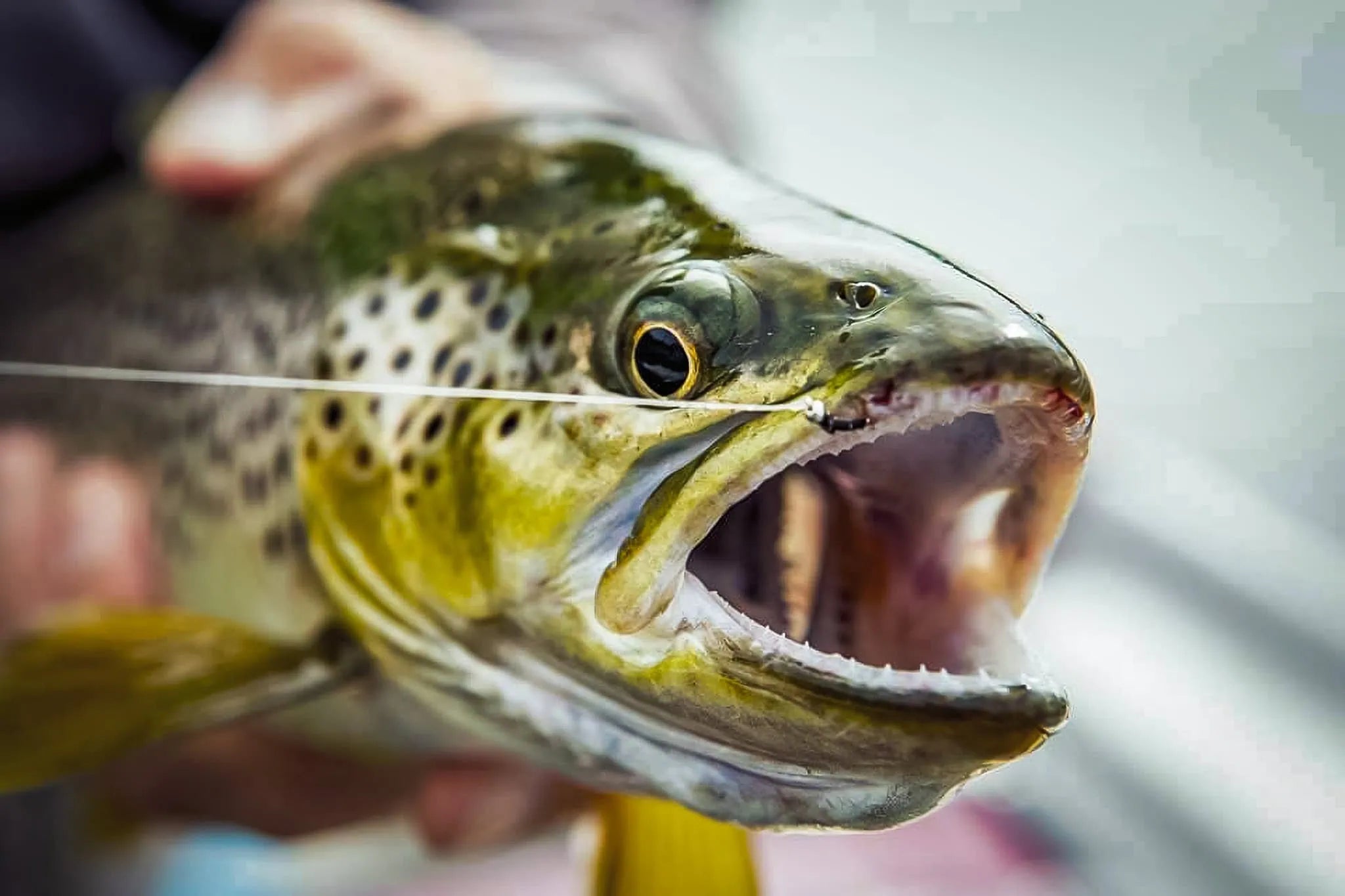 The Midge Transition: Small Flies, Big Rewards | JHFLYCO – Jackson Hole ...