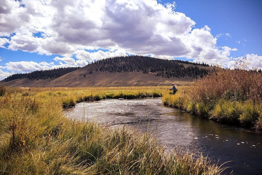 Fly of the Month - The Irresistible Chubby Chernobyl – Jackson Hole Fly ...